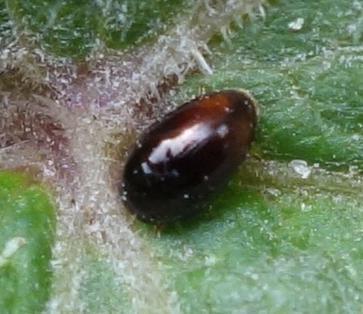 Stilbus testaceus · iNaturalist