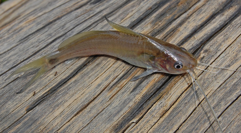 two-spot catfish (Mystus nigriceps) - Marine Life Identification