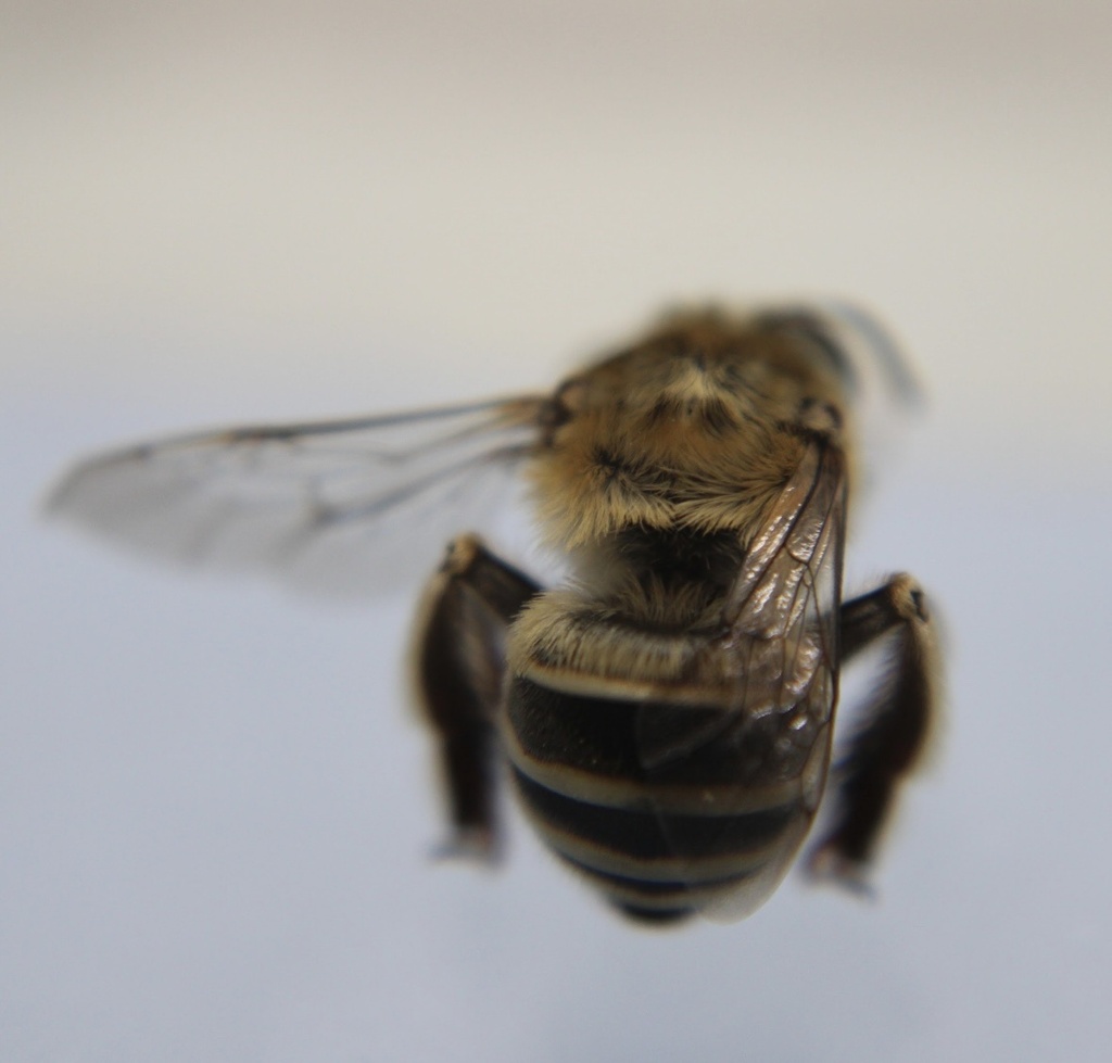 California Digger Bee from W Windsor Ave, Buckeye, AZ, US on May 29 ...