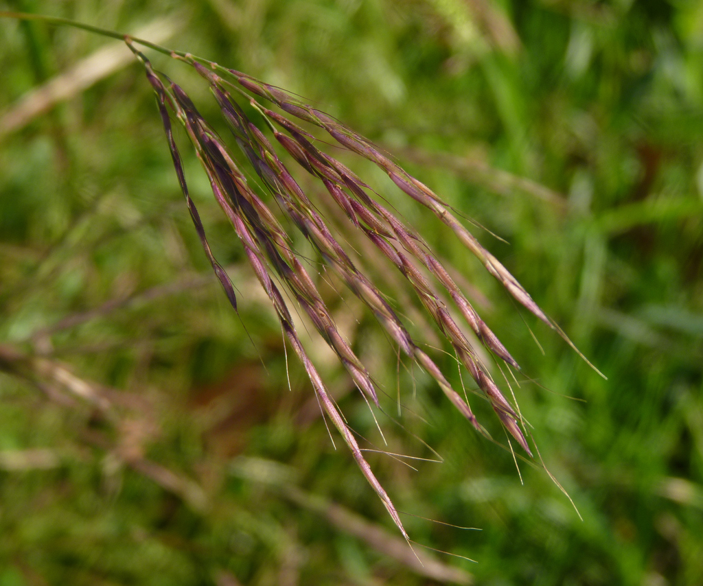 Yellow bluestem (Noxious Weeds of Colorado) · iNaturalist