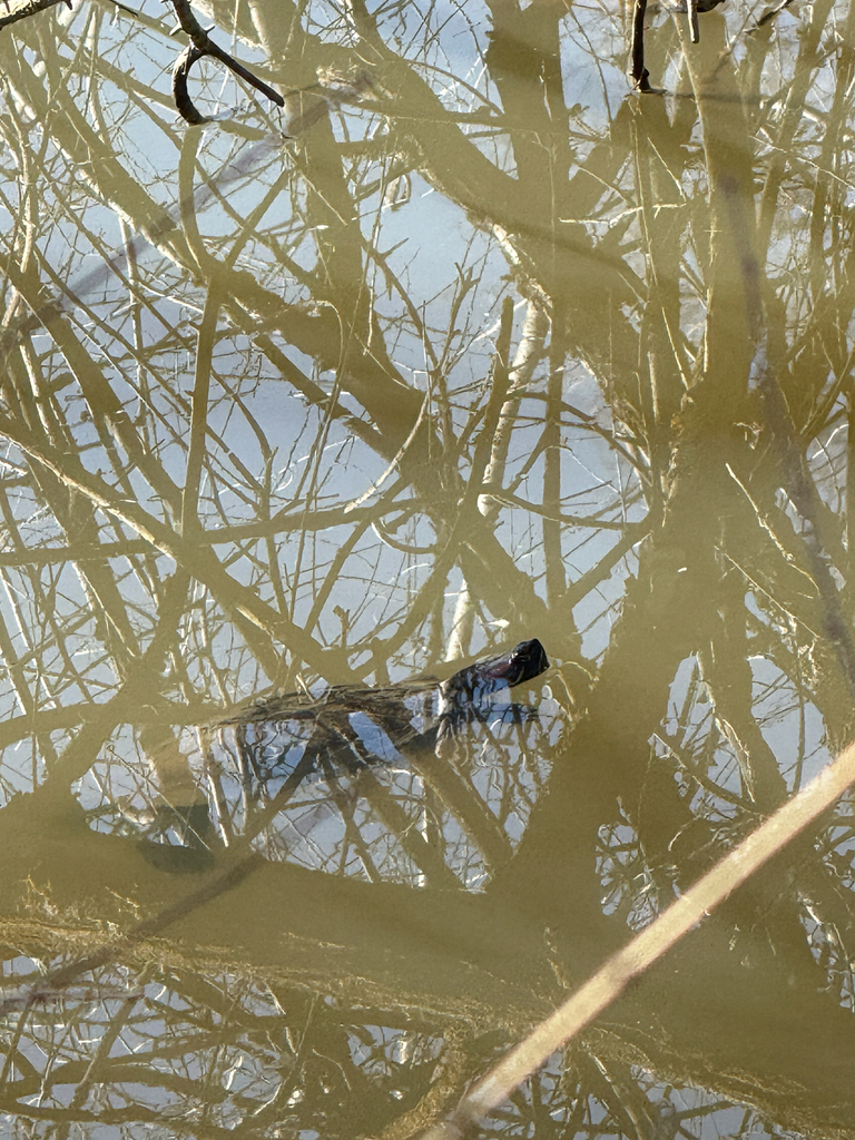 Red-eared Slider from N Riviera Dr, Boise, ID, US on February 28, 2025 ...