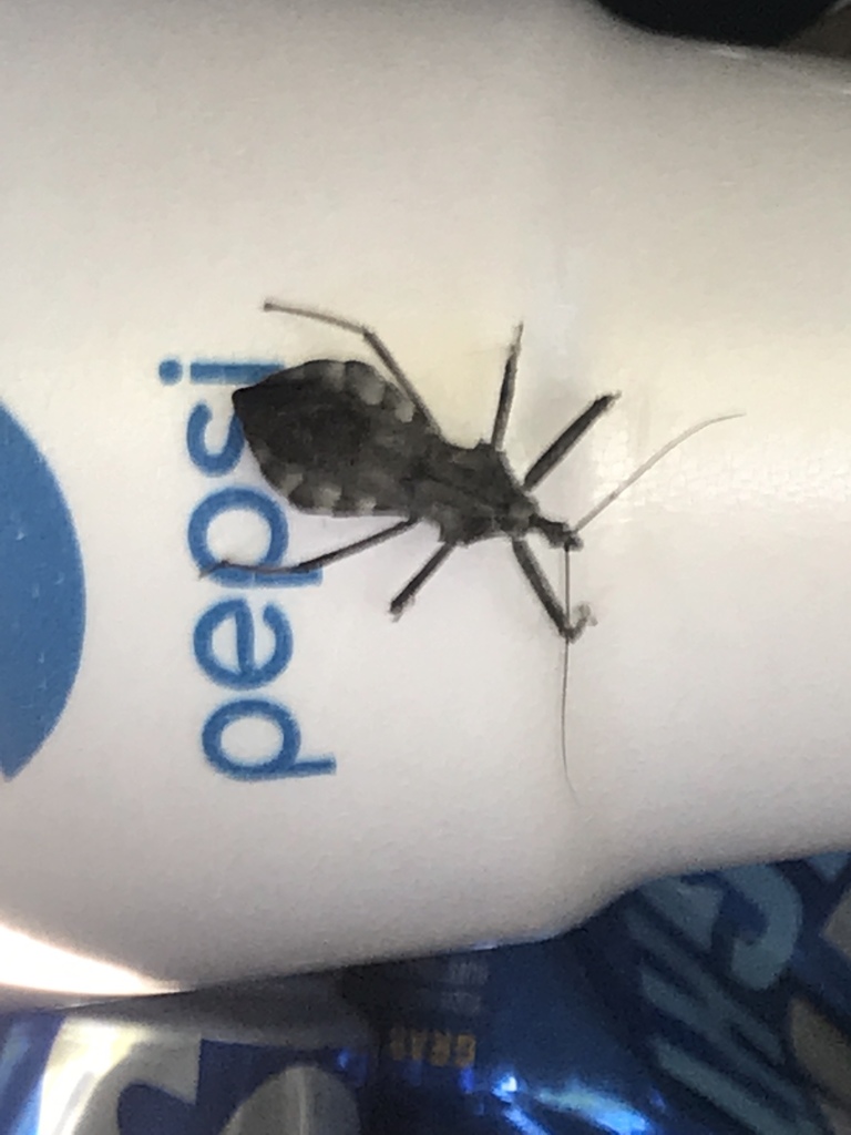 North American Wheel Bug from S Washington St, Plainville, KS, US on ...