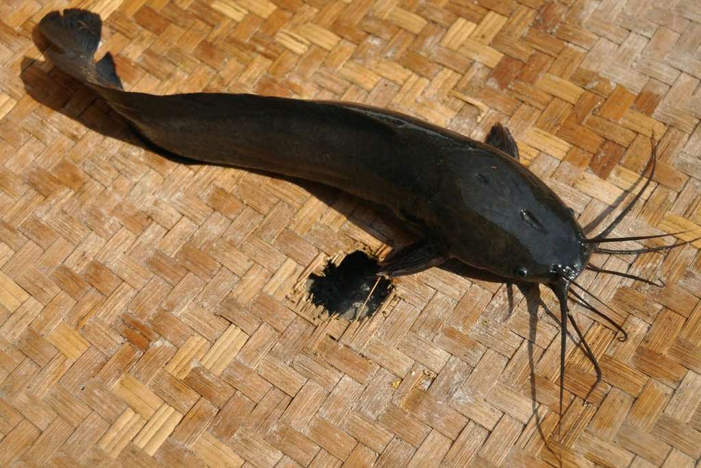 Walking Catfish (Clarias batrachus) - Marine Life Identification