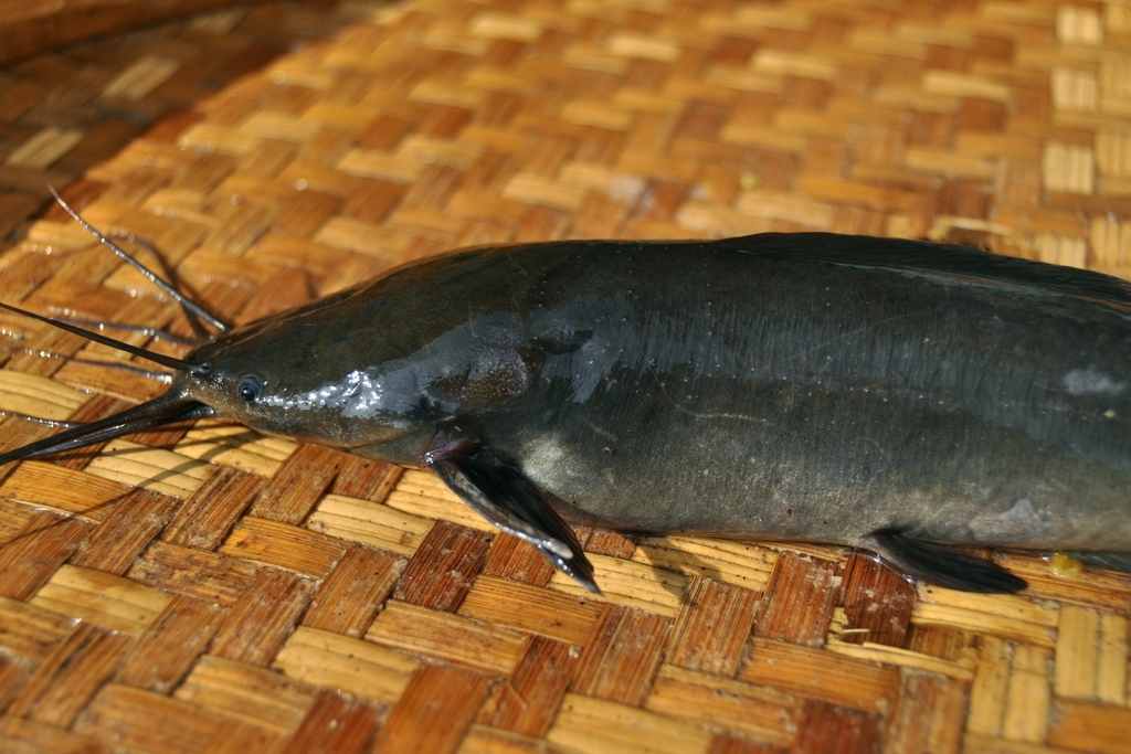 Walking Catfish (Clarias batrachus) - Marine Life Identification