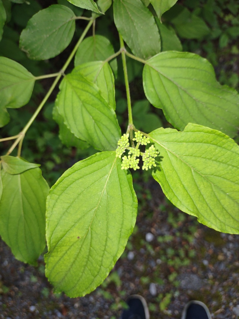 dogwoods from Colonel Denning State Park, 1599 Doubling Gap Rd ...