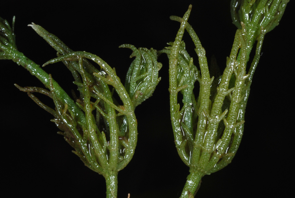 common stonewort (Chara vulgaris) - Botanical Realm