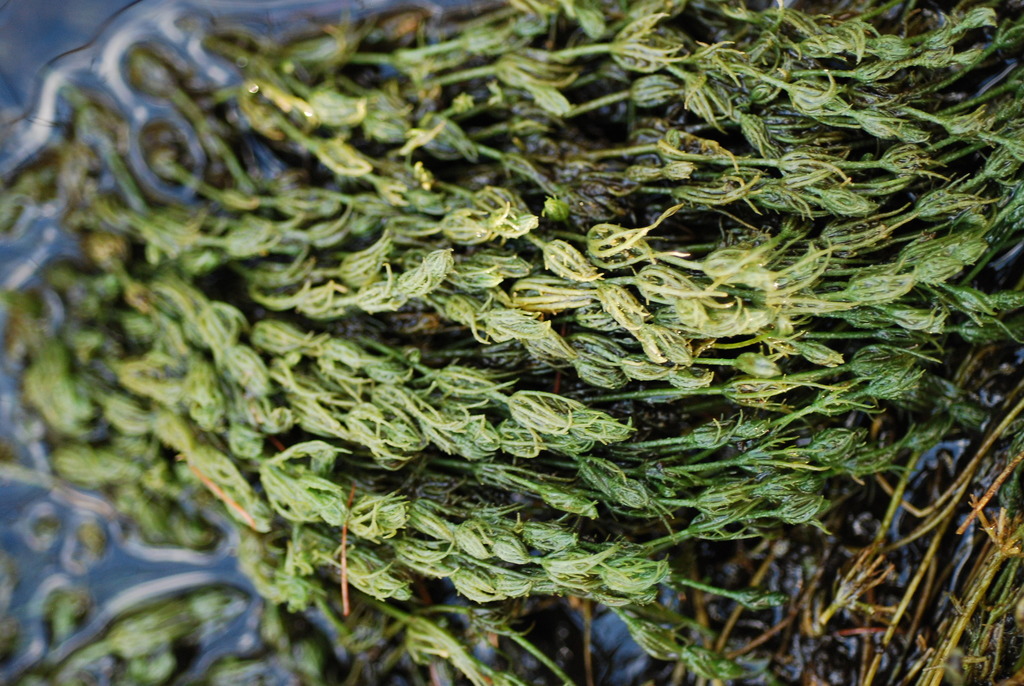 common stonewort (Chara vulgaris) - Botanical Realm