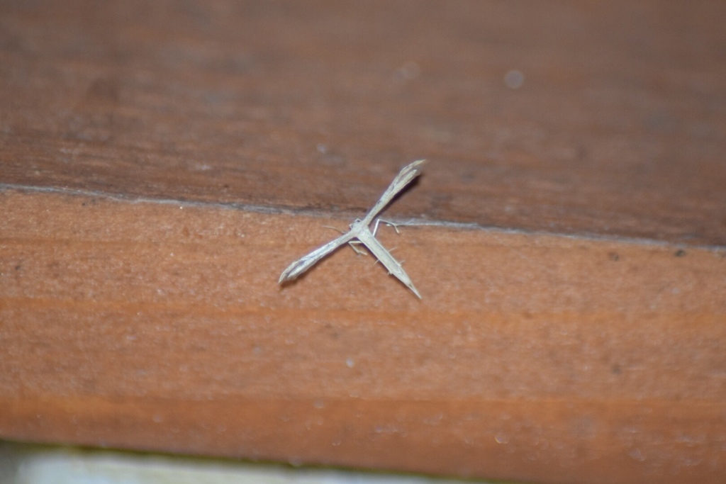 Belfrage's Plume Moth from Kerr Wma Rd W, Mountain Home, TX, US on ...