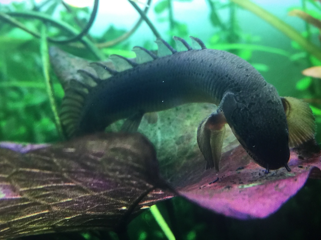 Senegal Bichir (Polypterus senegalus) - Marine Life Identification