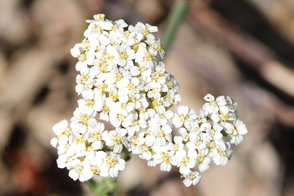 common yarrow from Mt Tamalpais, California 94941, USA on June 3, 2025 ...