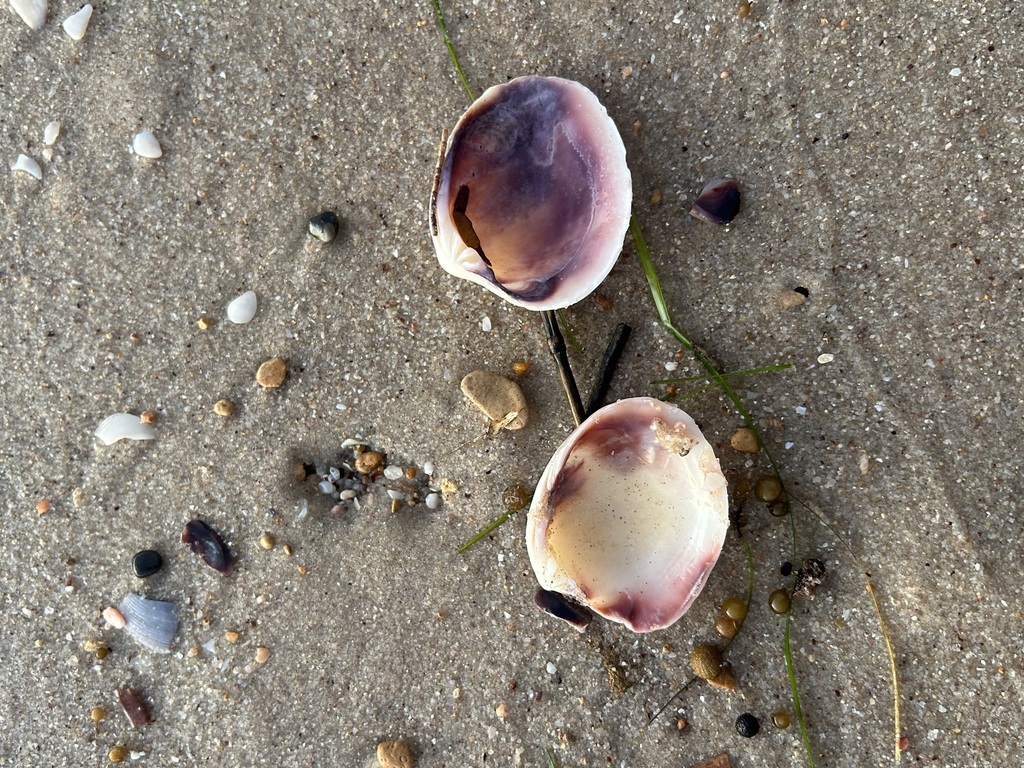 Katelysia from Black Point beach near caravan park, Yorke Peninsula, SA ...