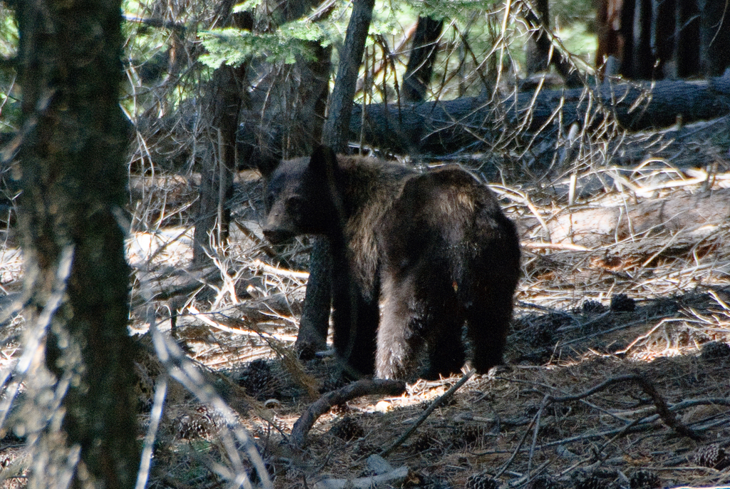 California Black Bear (Bears of North America) · iNaturalist