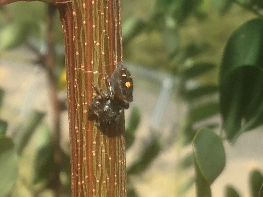Bold Jumping Spider from Spokane County, US-WA, US on August 27, 2019 ...