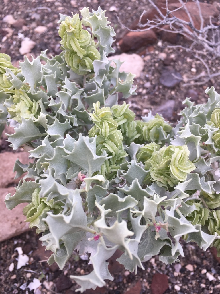 Desert Holly from Death Valley National Park, Inyo, California, United ...