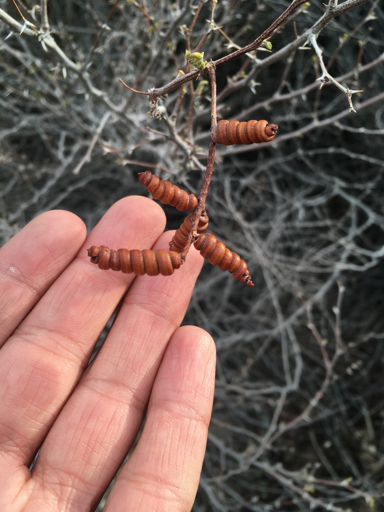 screwbean mesquite from Death Valley National Park, Inyo, California ...