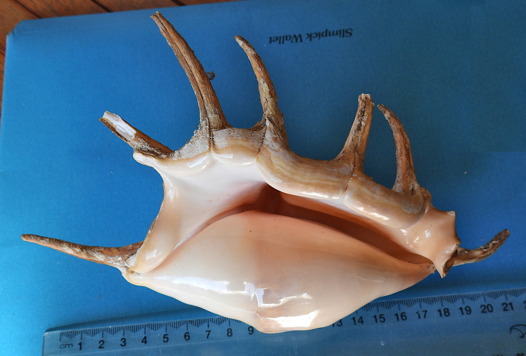 Common Spider Conch from Nyali Beach, Mombasa, Kenya on June 7, 1971 at ...