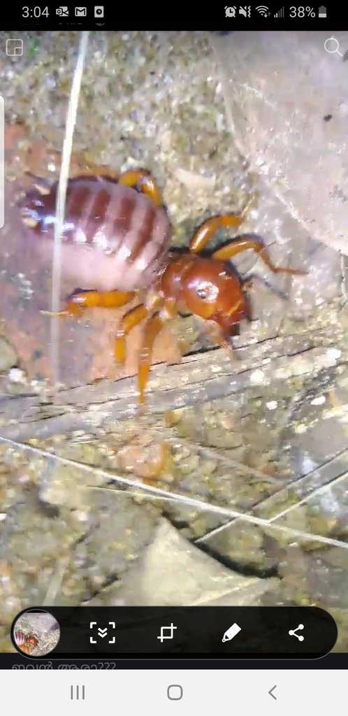 Oryctopterus from Vickramapuram, Kuravankonam, Thiruvananthapuram ...