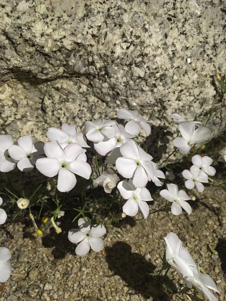 evening snow from Inyo County, CA, USA on April 5, 2019 at 08:13 PM by ...