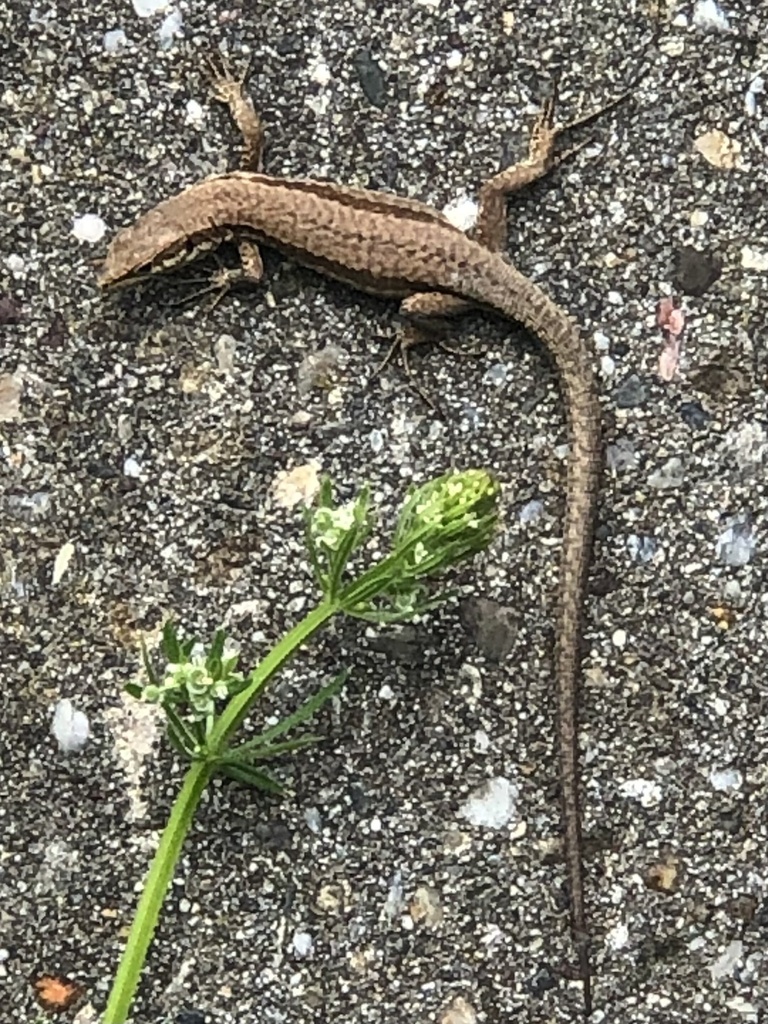 Common Wall Lizard from Magenta, Lombardia, IT on June 6, 2025 at 09:22 ...