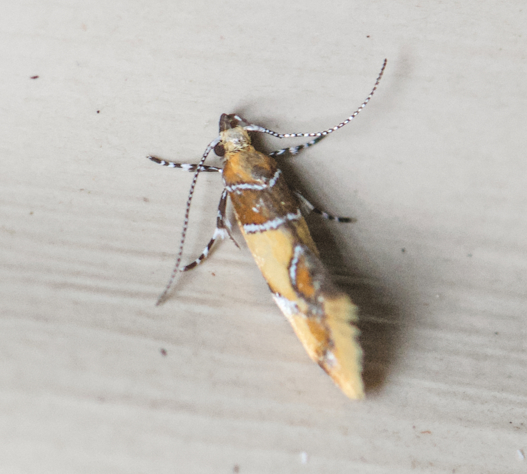 Orange-headed Callima Moth from Tuckahoe Village, Tuckahoe, VA 23238 ...