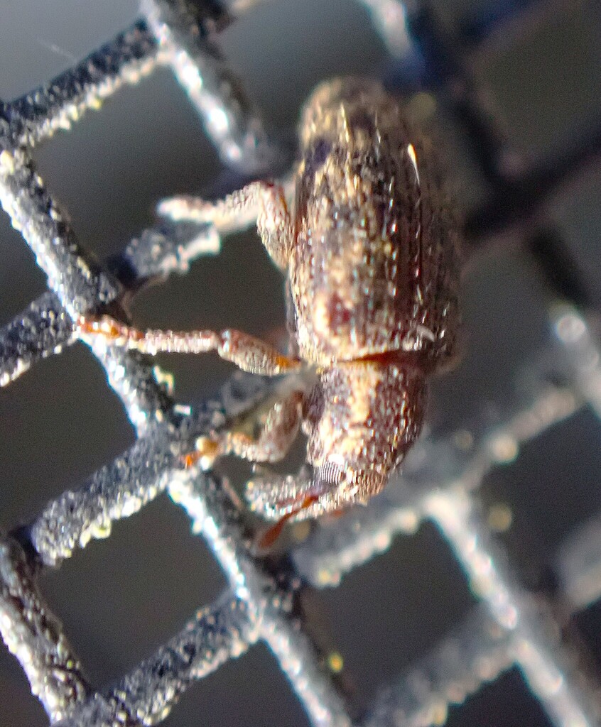 True Weevils from Dunedin, FL, USA on June 6, 2025 at 06:29 AM by ...