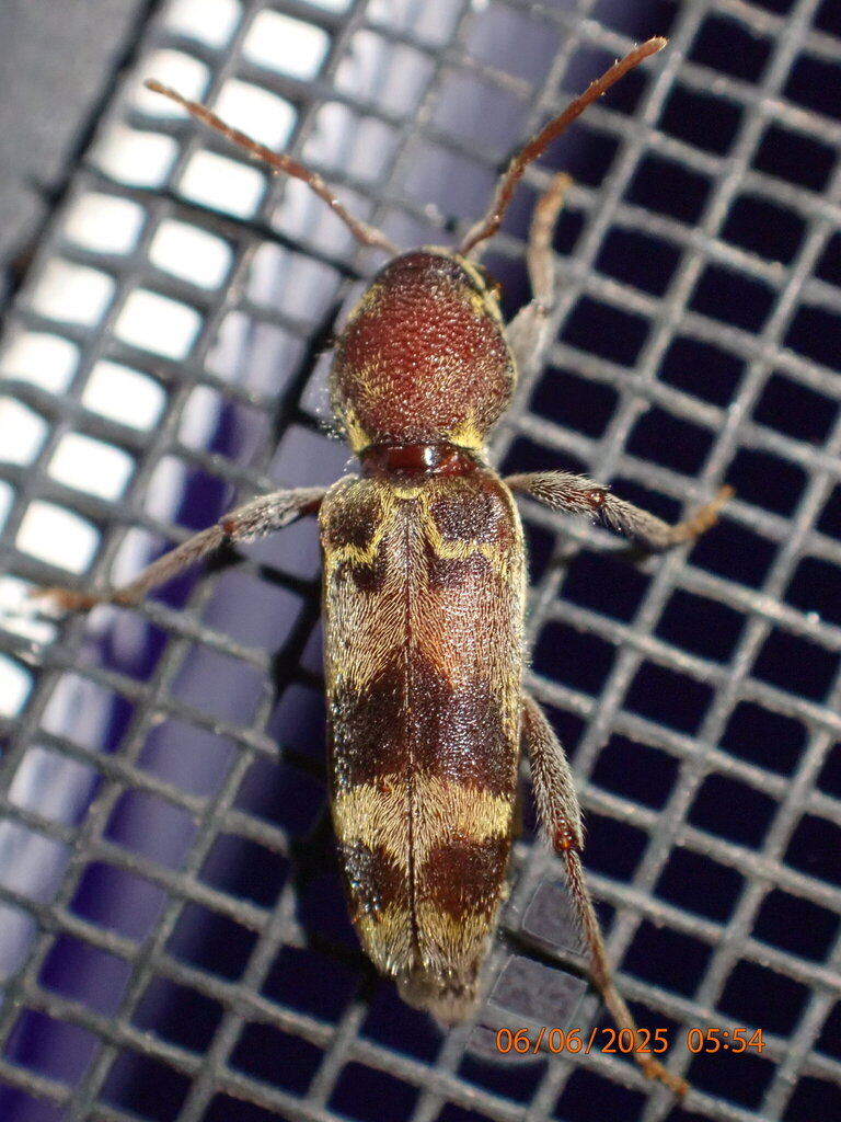 Rustic Borer from Dunedin, FL, USA on June 6, 2025 at 05:54 AM by ...