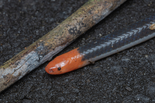 Pink-headed Reed Snake (Calamaria schlegeli) - Snakes and Lizards