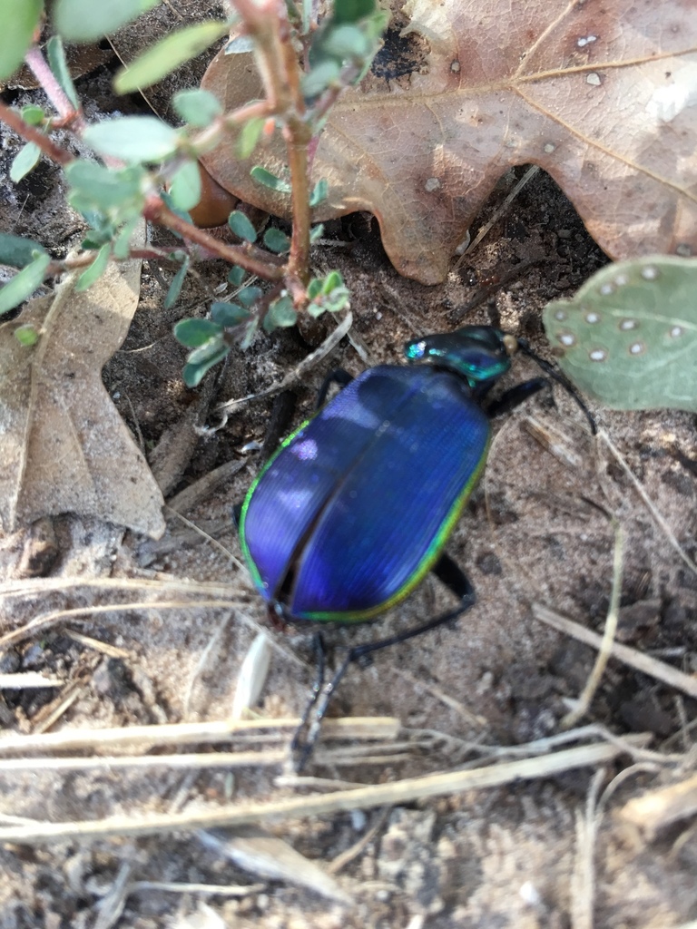 Fiery Searcher Beetle from County Road 3555, Paradise, TX, US on ...
