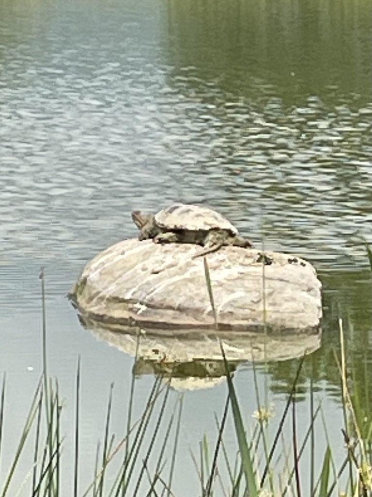 Common Snapping Turtle from Highland County, VA, US on June 6, 2025 at ...