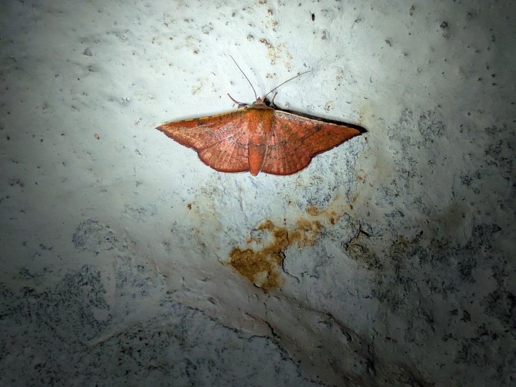 Window-winged Moths from FCQ5+379 Kanyakumari Wildlife Sanctuary ...