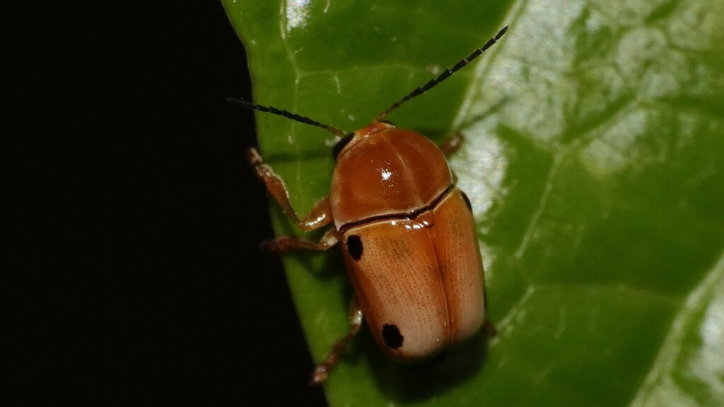 Cryptocephalus rajah from Nagla on June 1, 2025 at 09:18 AM by Dinesh ...