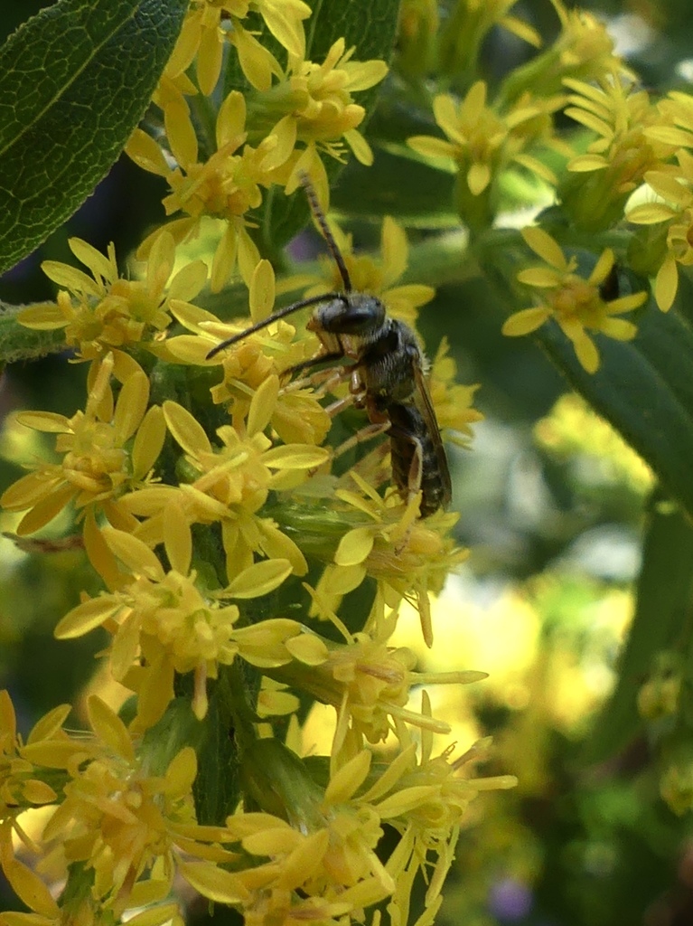 Confusing Furrow Bee in September 2019 by Ray G. Cama. It really was a ...