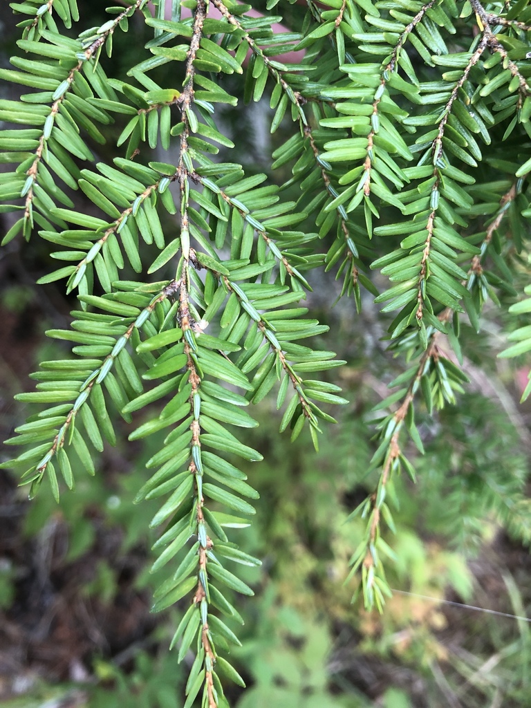 eastern hemlock from Algonquin Provincial Park, ON, CA on September 14 ...