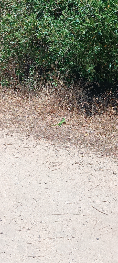Common Chameleon in June 2025 by liliana_duarte · iNaturalist