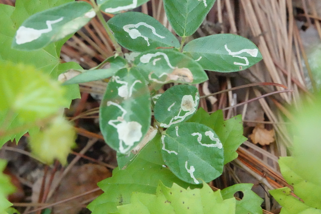 Liriomyza schmidti from Largo, FL, USA on June 06, 2025 at 10:52 AM by ...