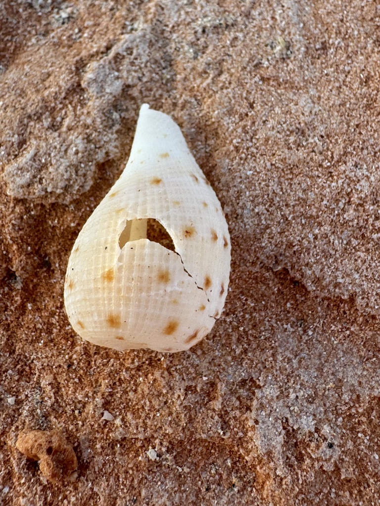 spotted fig shell from Broome, AU-WA, AU on June 7, 2025 at 06:40 AM by ...