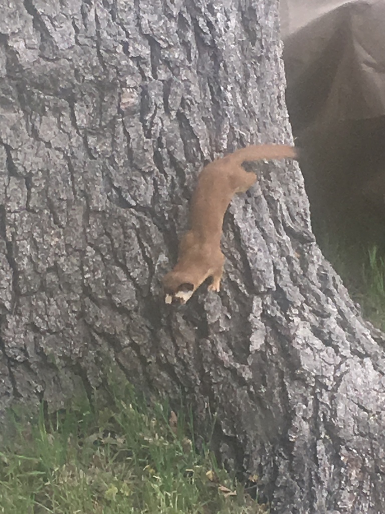 Long-tailed Weasel from Rio Vista Ln, Atascadero, CA, US on April 05 ...