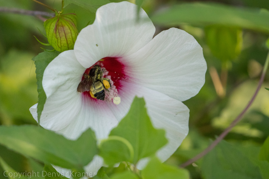 American Bumble Bee from Lewisville, TX USA on September 17, 2019 at 10 ...