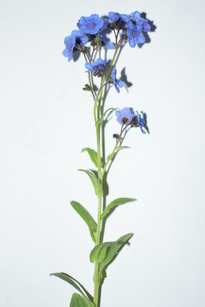 Chinese forget-me-not (Cynoglossum amabile) - Botanical Realm