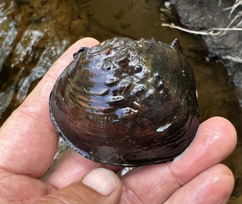 Purple Wartyback from Sawdust Rd, Ladysmith, WI, US on June 6, 2025 at ...