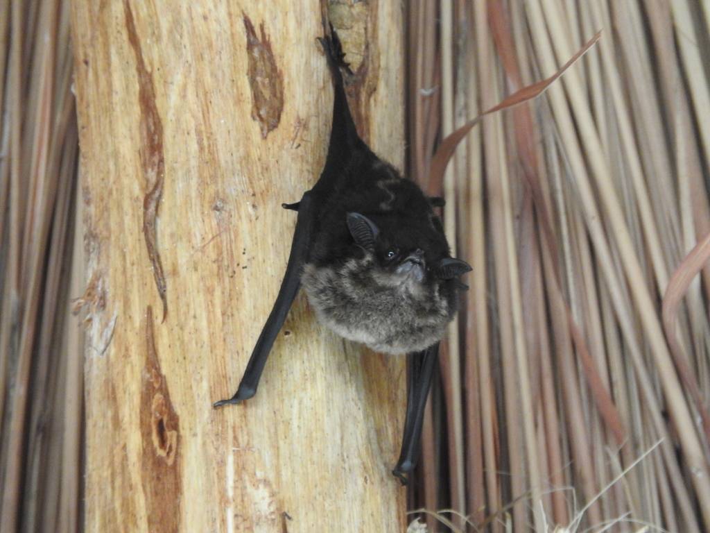 Greater Sac-winged Bat from Progreso, Yuc., México on September 12 ...