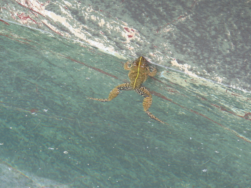 Paddy Field Frog from Xiangzhou, Zhuhai, Guangdong, China on February ...