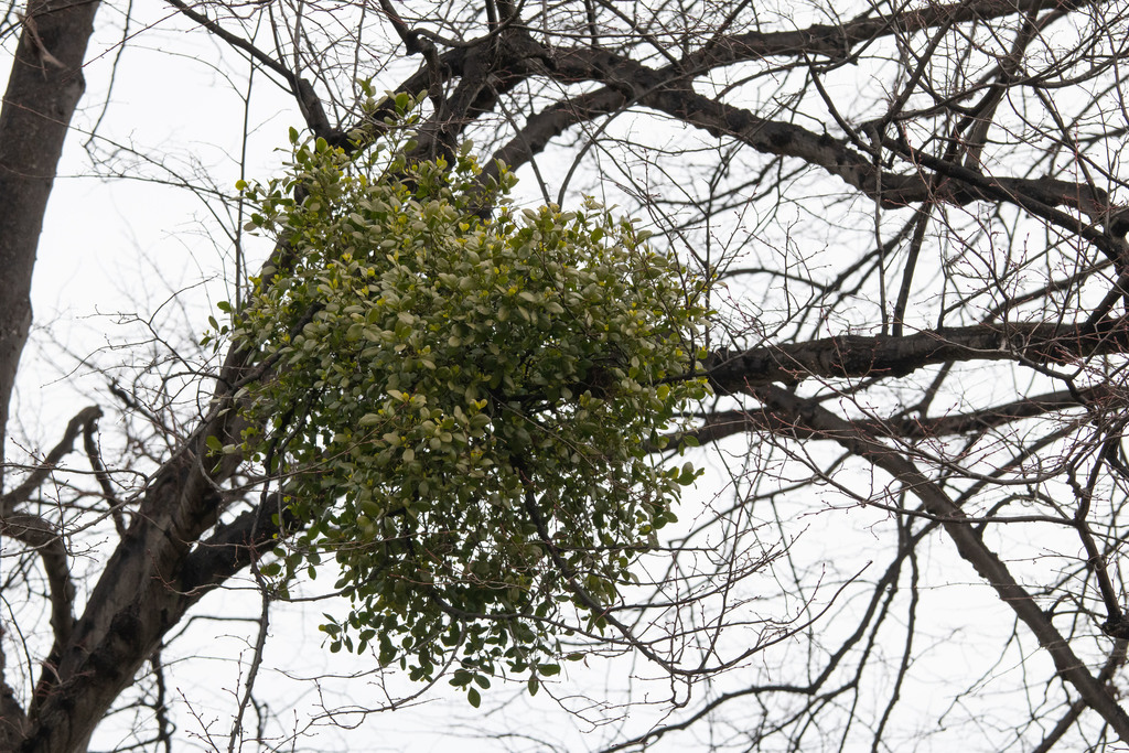 Green mistletoe in September 2019 by Kane Fleury · iNaturalist NZ