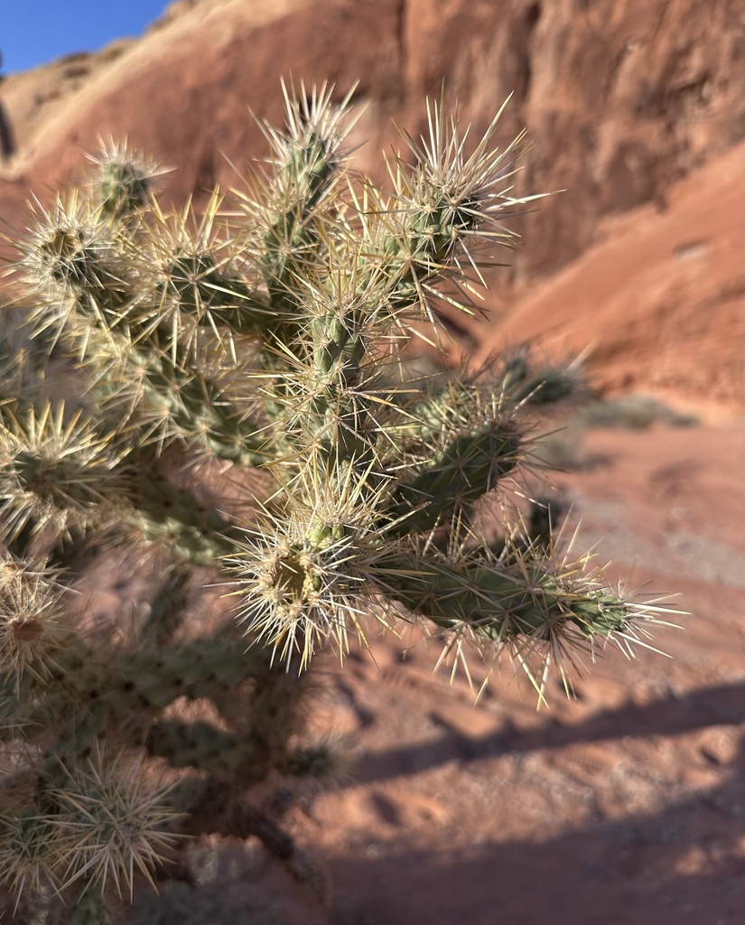 Silver Cholla from Valley of Fire State Park, Overton, NV, US on June 6 ...