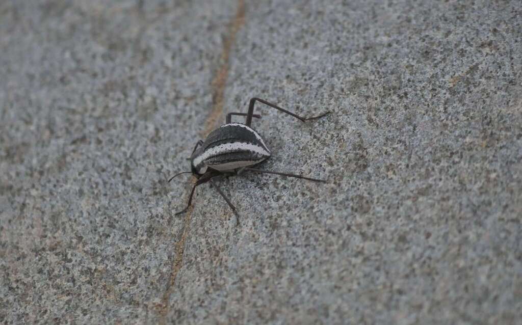 Racingstripe Darkling Beetle from Khomas Region, Namibia on August 12 ...