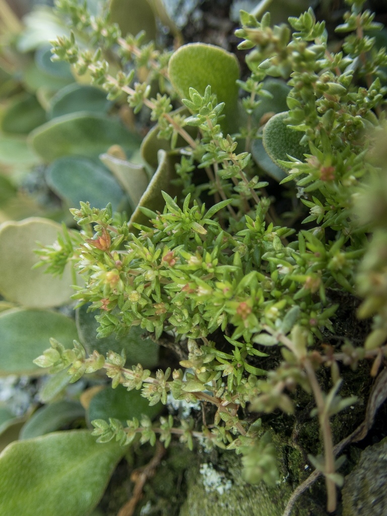 Australian Stonecrop from Little Munroe Bay, NZ on September 15, 2019 ...