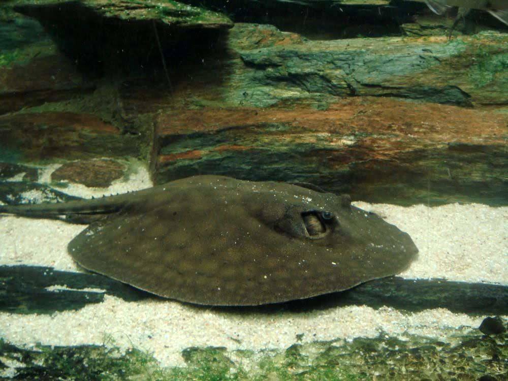 Smooth Back River Stingray (Potamotrygon humerosa) - Marine Life ...