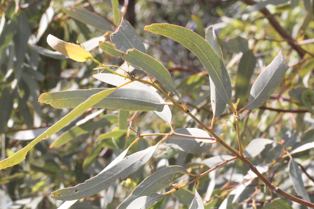 Coolabah (Eucalyptus coolabah) - Botanical Realm