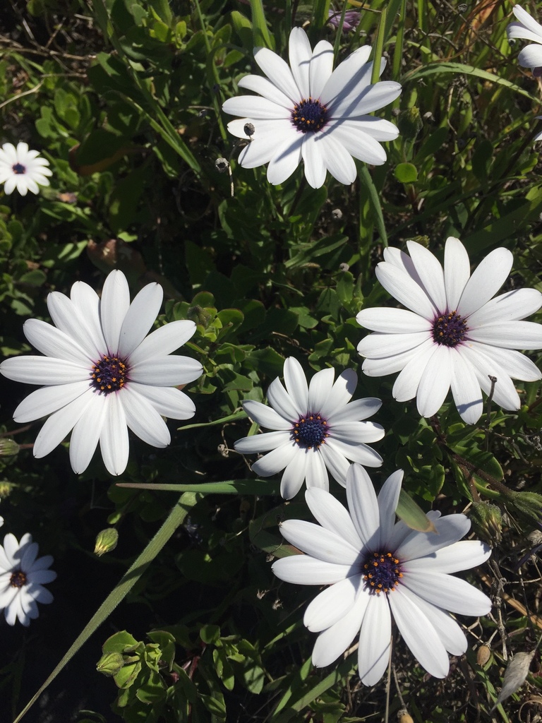 trailing African daisy from Coastal Walkway, Port Taranaki, Taranaki ...