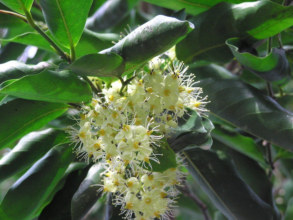 African mango (Irvingia gabonensis) - Botanical Realm